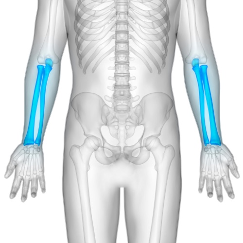 Radius And Ulna